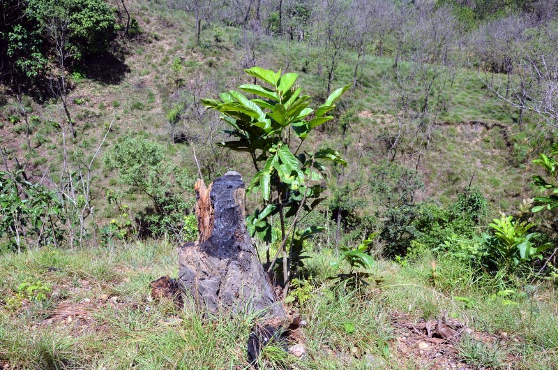Pine Root with Small Tree in Forest of Kangoo Town HImachal Pradesh ...