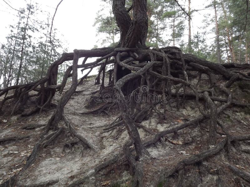 Pine Root System. Tree, Roots. Stock Image - Image of forester, resin ...
