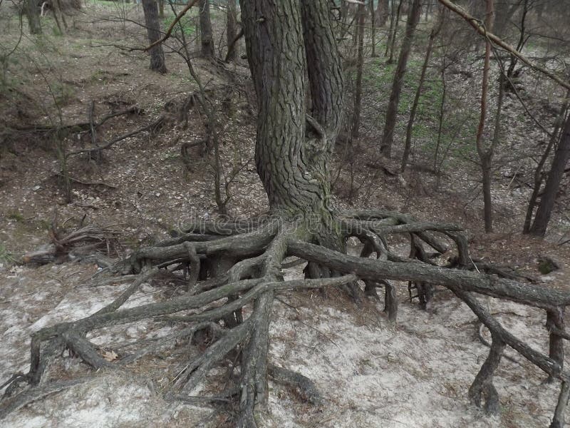 Pine Root System. Tree, Roots. Stock Image - Image of pine, time: 323669515