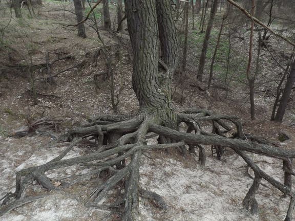 Pine Root System. Tree, Roots. Stock Image - Image of pine, time: 323669515