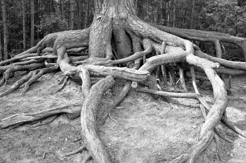 Pine roots stock image. Image of nature, flora, outdoor - 318837487