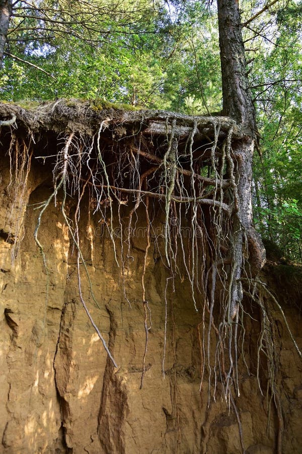 Pine roots on a cliff stock photo. Image of national - 225431730
