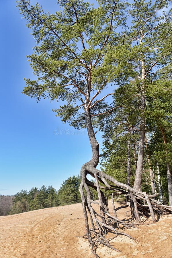 Pine roots stock image. Image of detail, landscape, herb - 70605363