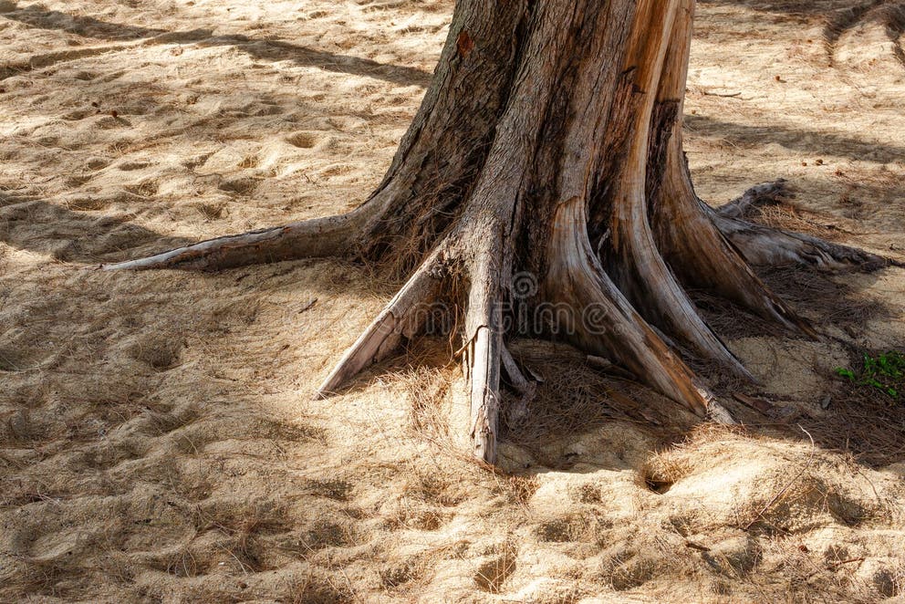 Pine Roots Tree, Tropical Tree Roots, Big Pine Trees with Textured Bark ...
