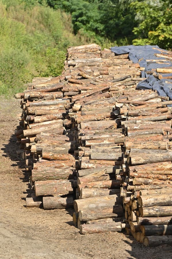 Pine round timber stock photo. Image of building, ecology - 237277930