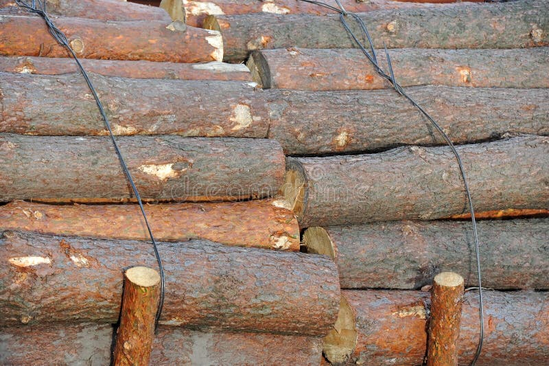 Pine round timber stock image. Image of firewood, lumberyard - 86422181