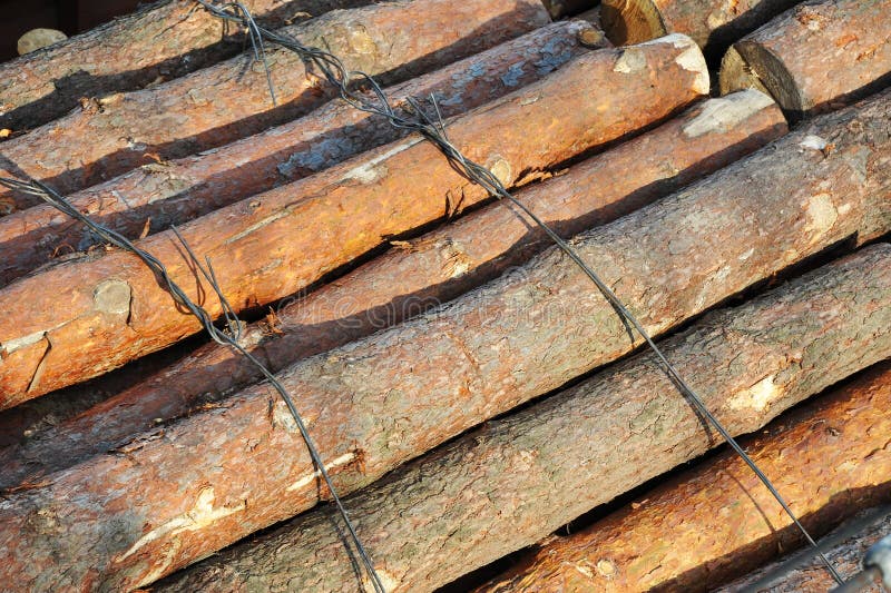 Pine round timber stock image. Image of lumber, felled - 88075513