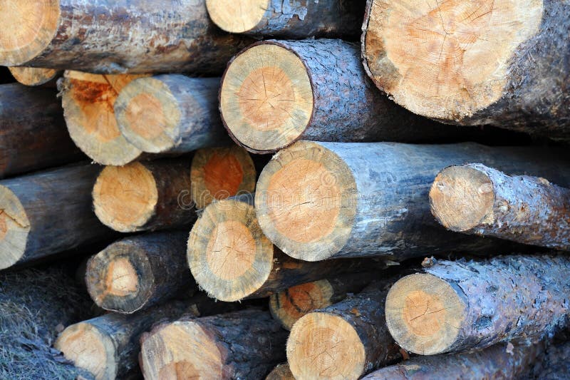 Pine round timber stock photo. Image of renewable, forest - 114622410