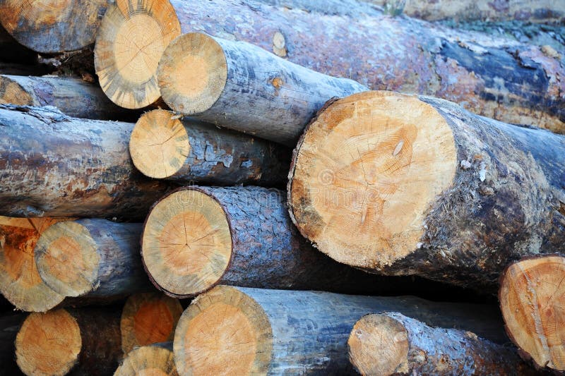 Pine round timber stock image. Image of plant, business - 114622413