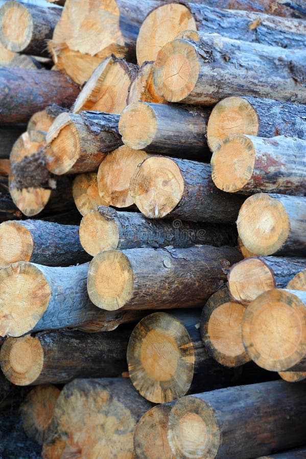 Pine round timber stock image. Image of forestry, deforestation - 114816603