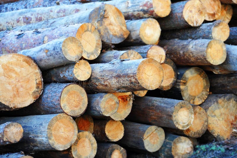 Pine round timber stock photo. Image of nature, industry - 114816932