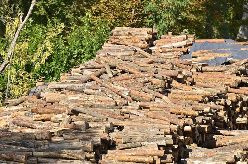 Pine round timber stock image. Image of forest, logging - 236752995