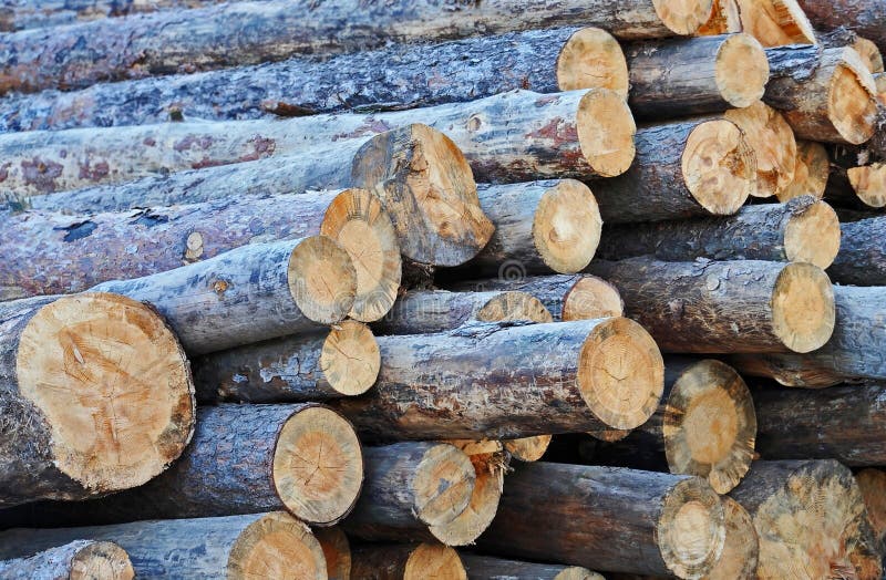 Pine round timber stock photo. Image of industry, industrial - 316851966