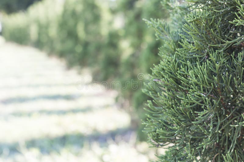 Pine stock image. Image of light, bush, shade, green - 51880521