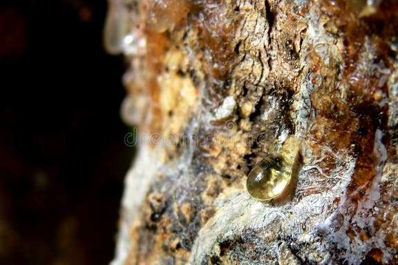 Pine Sap stock image. Image of visquous, tree, drops, abstract - 868151