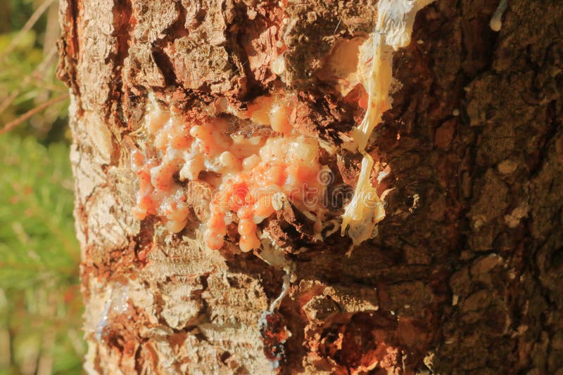 Pine Sap Close Detailed View Stock Image - Image of close, tree: 304867265