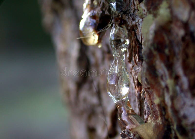 Pine Sap Pitch Resin 2 stock photo. Image of conifer, color - 42666