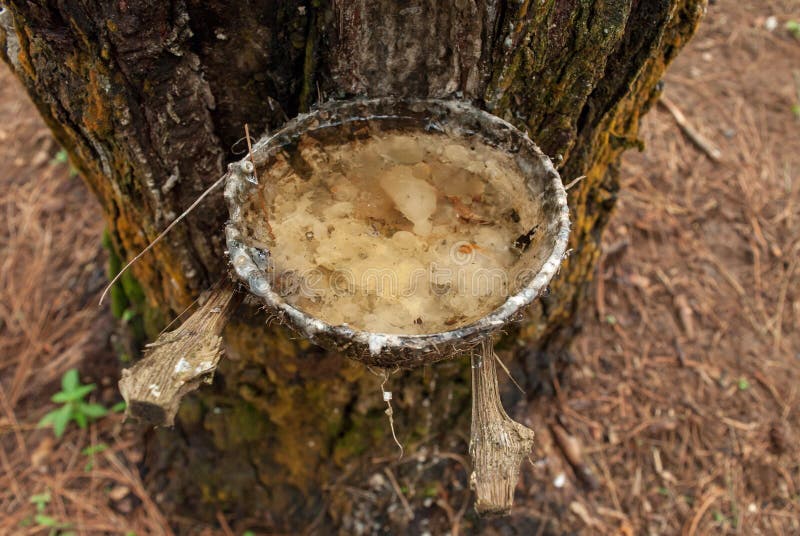 Sap is a Fluid Transported in Xylem Cells or Phloem Sieve Tube Elements ...