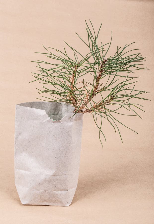 Pine sapling as a gift stock photo. Image of christmas - 43510896