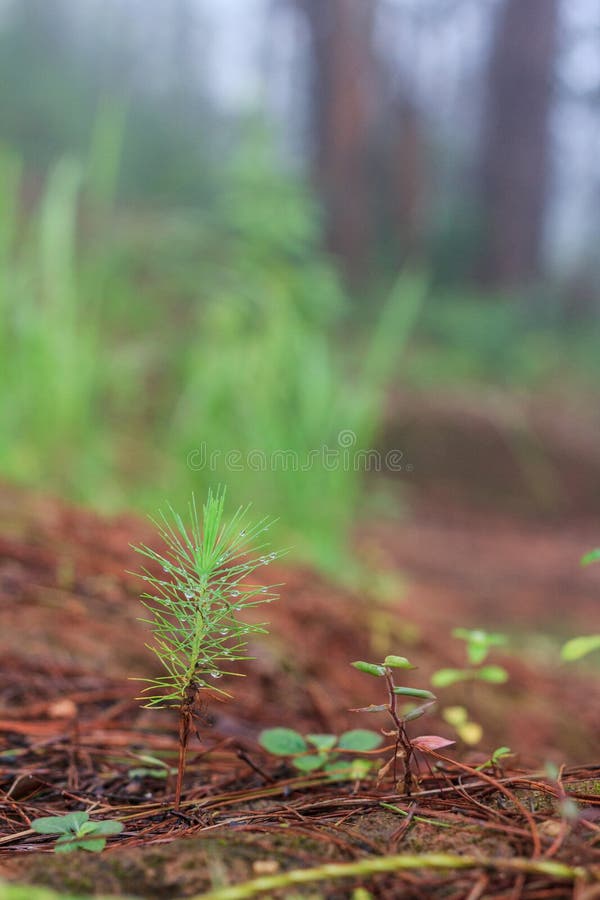 Pine Sapling Grow in a Forest Glade in Summer. Young Pine Trees Grow in ...