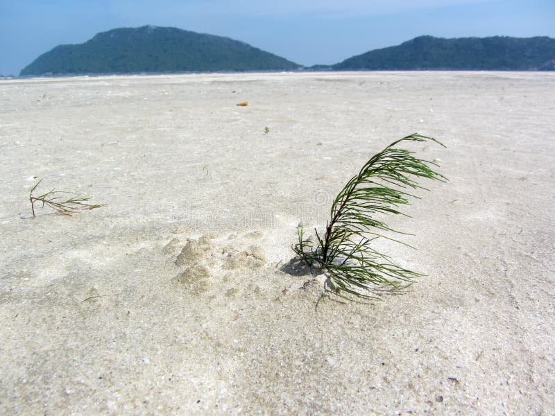 Pine Sapling Grow in a Forest Glade in Summer. Young Pine Trees Grow in ...