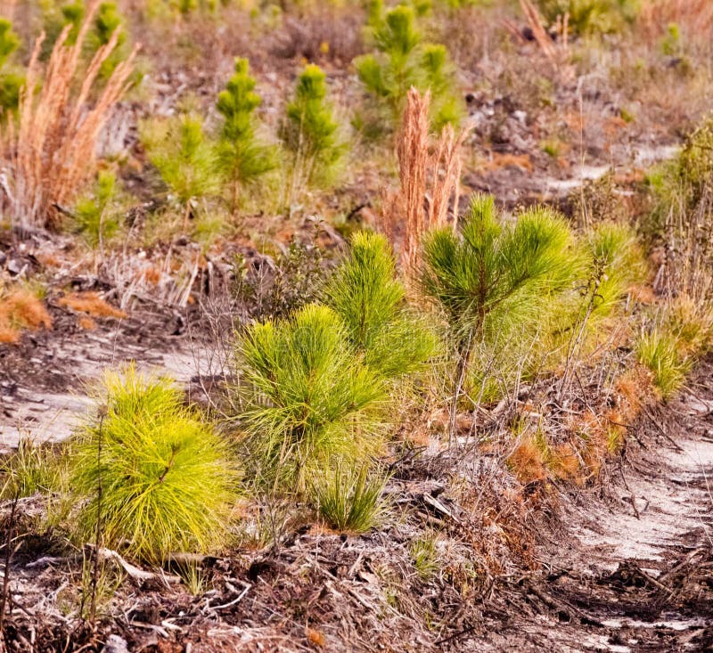 Pine saplings stock photo. Image of plant, young, vegetation - 29421500