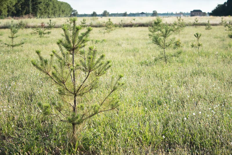 Pine saplings in field stock photo. Image of field, nature - 91823850