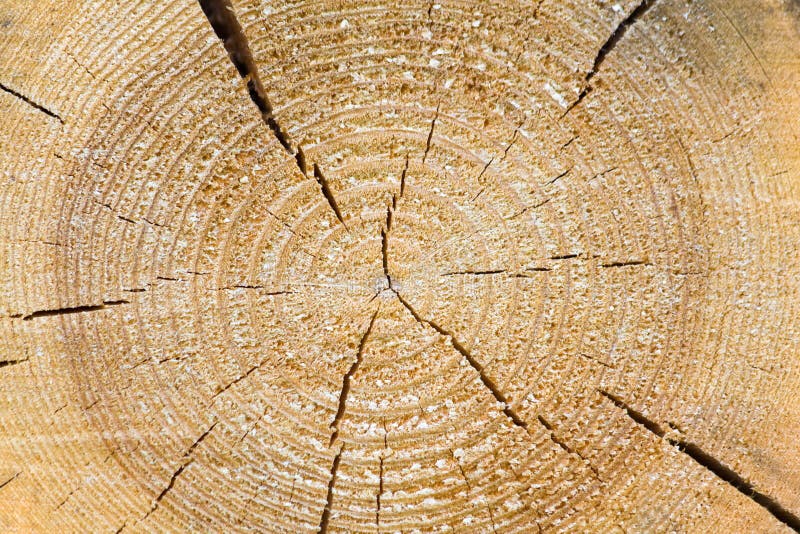 Pine sawn end texture stock image. Image of tree, softwood - 5239371