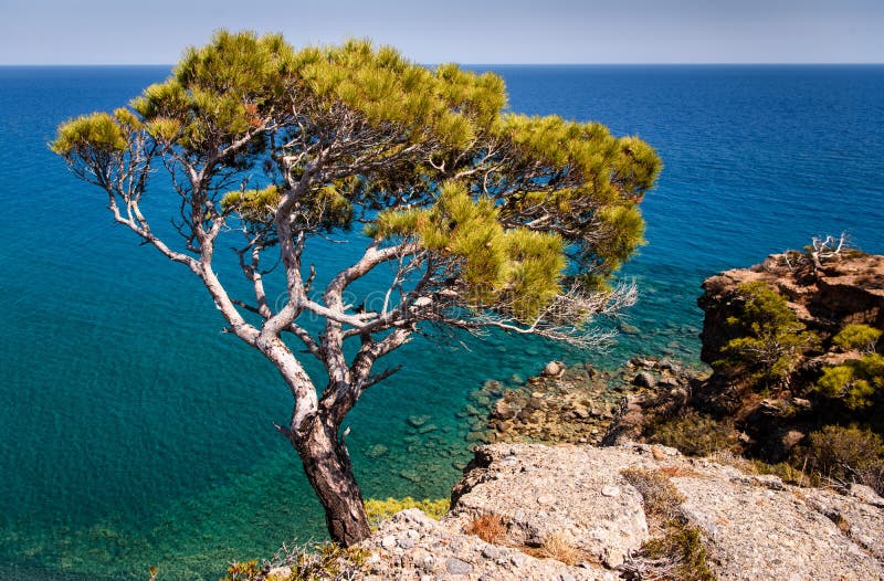 Pine on seacost stock image. Image of beautiful, blue - 121650901