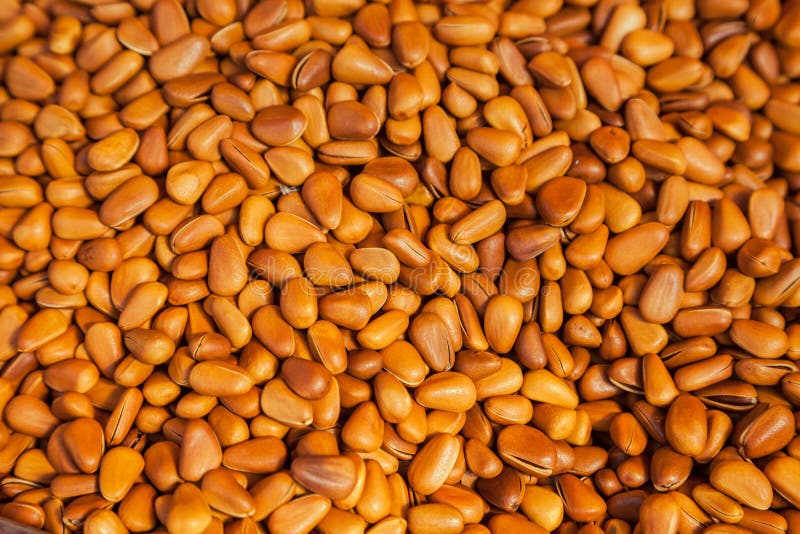Pine seed stock image. Image of nibble, fruit, closeup - 27560503