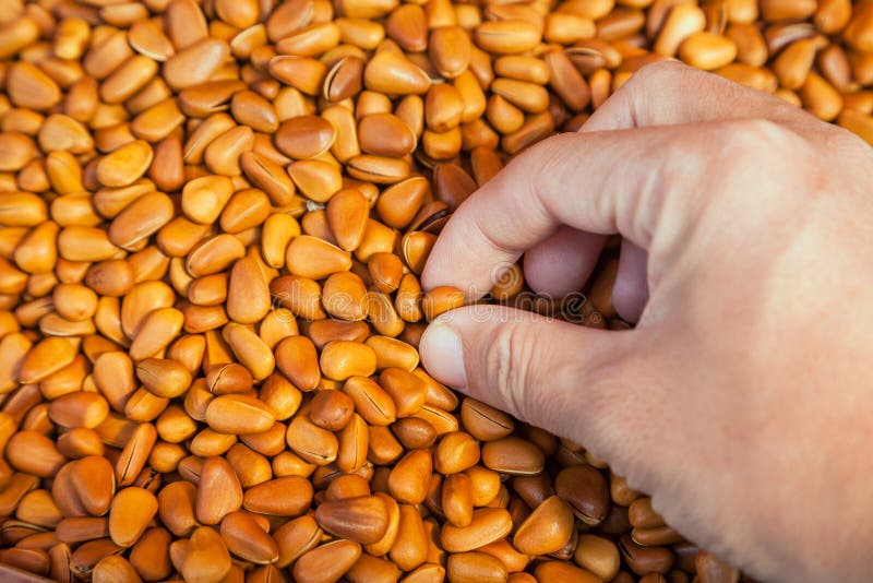 Pine seed stock image. Image of diet, cuisine, food, hand - 27560521