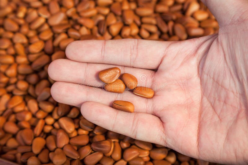 Pine seed stock image. Image of beige, peel, healthy - 27560569