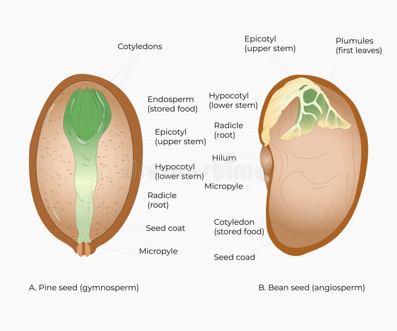 Coad Stock Illustrations – 8 Coad Stock Illustrations, Vectors ...