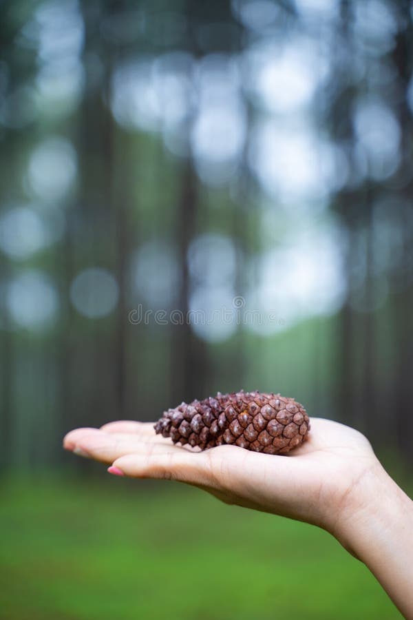 Pine seed on the hand stock image. Image of park, seed - 160154011