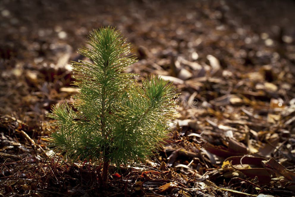 Pine Seedling stock image. Image of delicate, germ, drop - 20038255