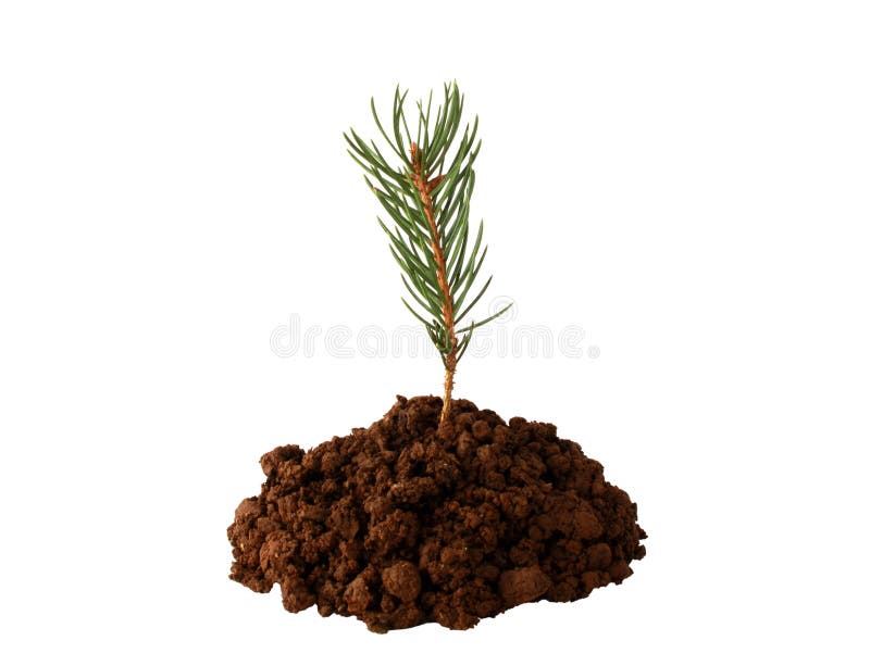 Pine Tree Sapling