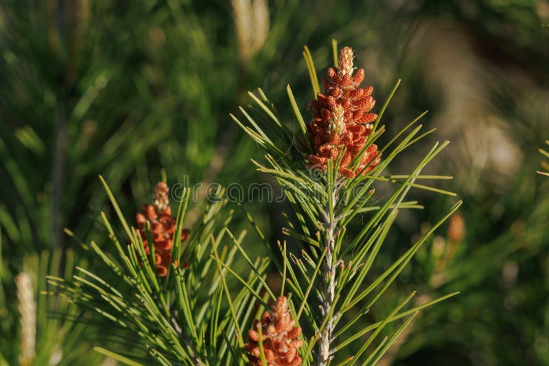 Pine seeds in spring stock image. Image of cones, tree - 314391711