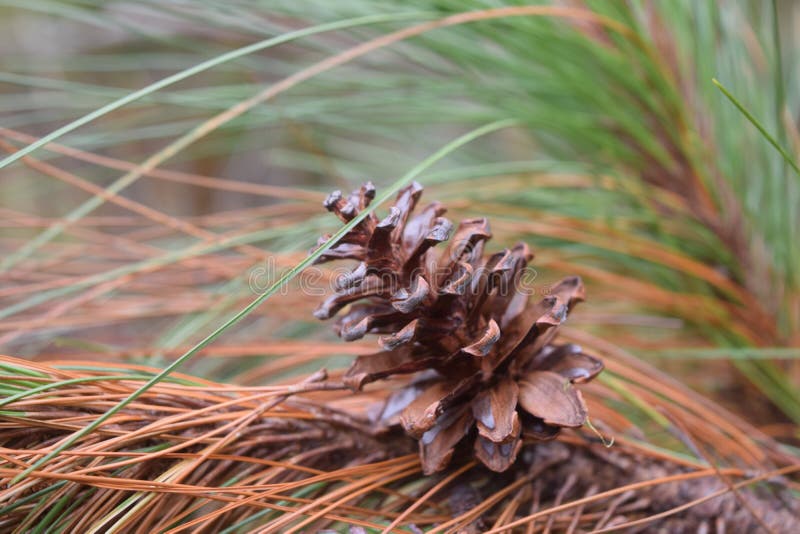The pine seeds from tree stock image. Image of plant - 266033053