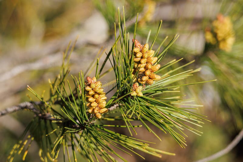 Pine Shoots in Spring Filled with Pollen Stock Image - Image of tree ...