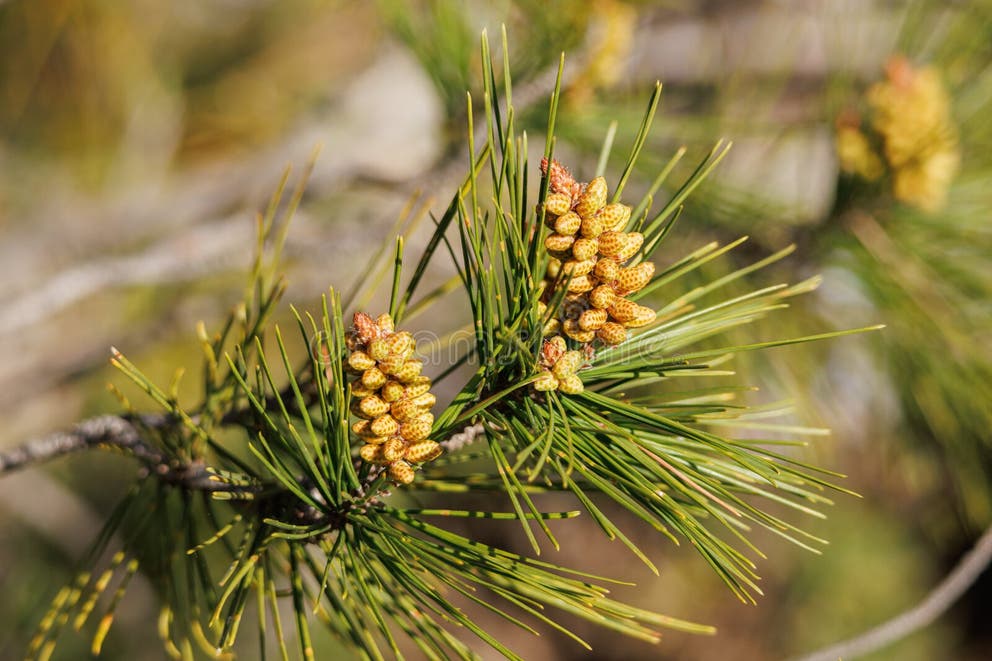 Pine Shoots in Spring Filled with Pollen Stock Image - Image of tree ...
