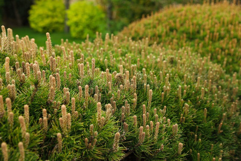 Pine Shrub with Blossoms Outdoors on Spring Day, Closeup Stock Photo ...