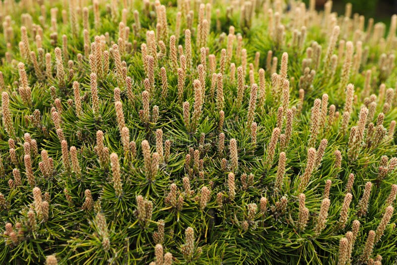 Pine Shrub with Blossoms Outdoors on Spring Day, Closeup Stock Image ...