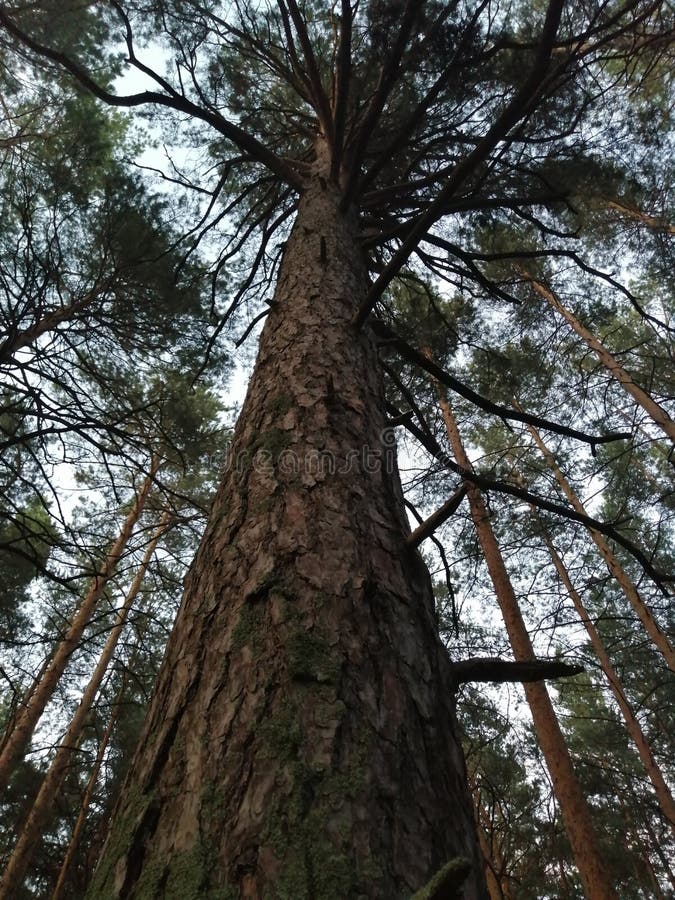Pine in the Siberian Forest Stock Image - Image of branch, tree: 192167553