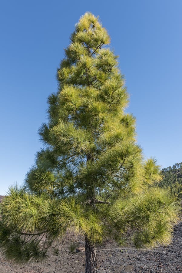 Pine on the Side of a Volcano Stock Image - Image of nature ...