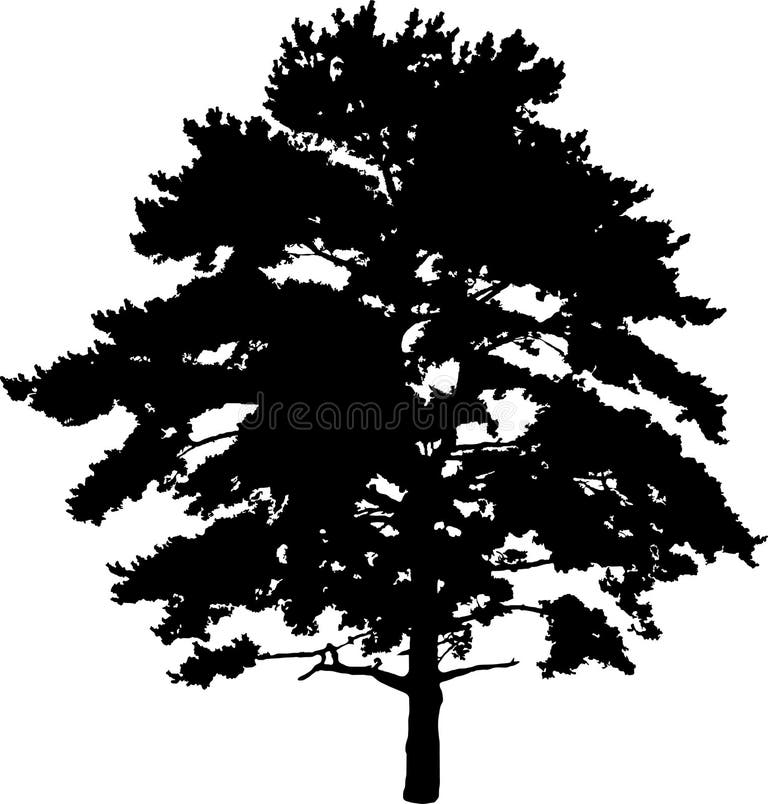 Tall Pine Tree Silhouette Stock Illustrations – 1,738 Tall Pine Tree ...