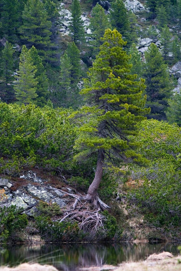 1,121 Pine Tree Growing Cliff Stock Photos - Free & Royalty-Free Stock ...