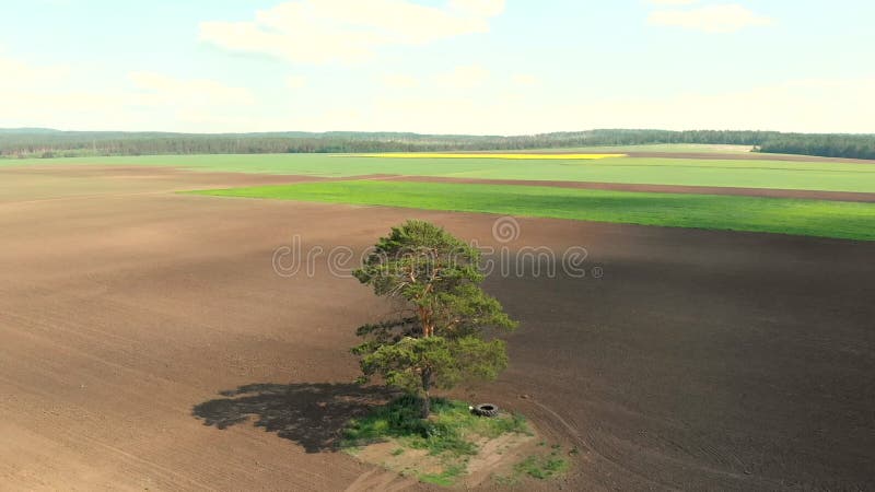 Pine Single Tree Standing in the Middle of Plowed Agriculture Field ...