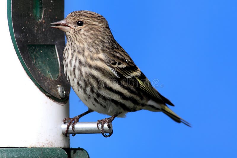 Pine Siskin Eating Thistle stock photo. Image of wildlife - 21560884