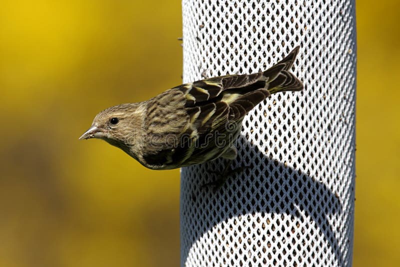 Pine Siskin Eating Thistle stock image. Image of songbird - 21600407