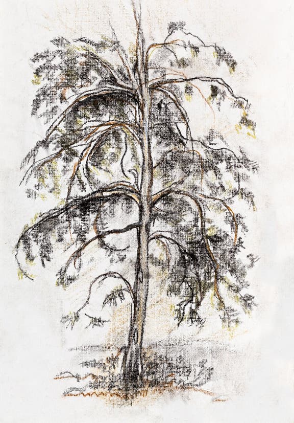 Pine stock illustration. Illustration of painting, sketch - 36880175